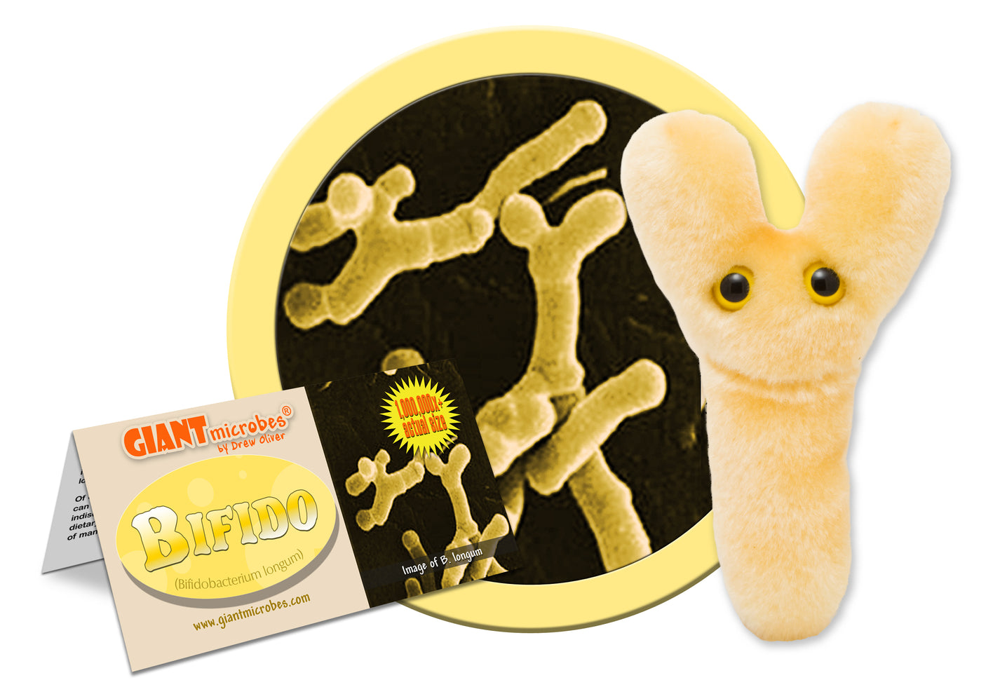 Bifido (Bifidobacterium Longum) – Giant Microbes Canada