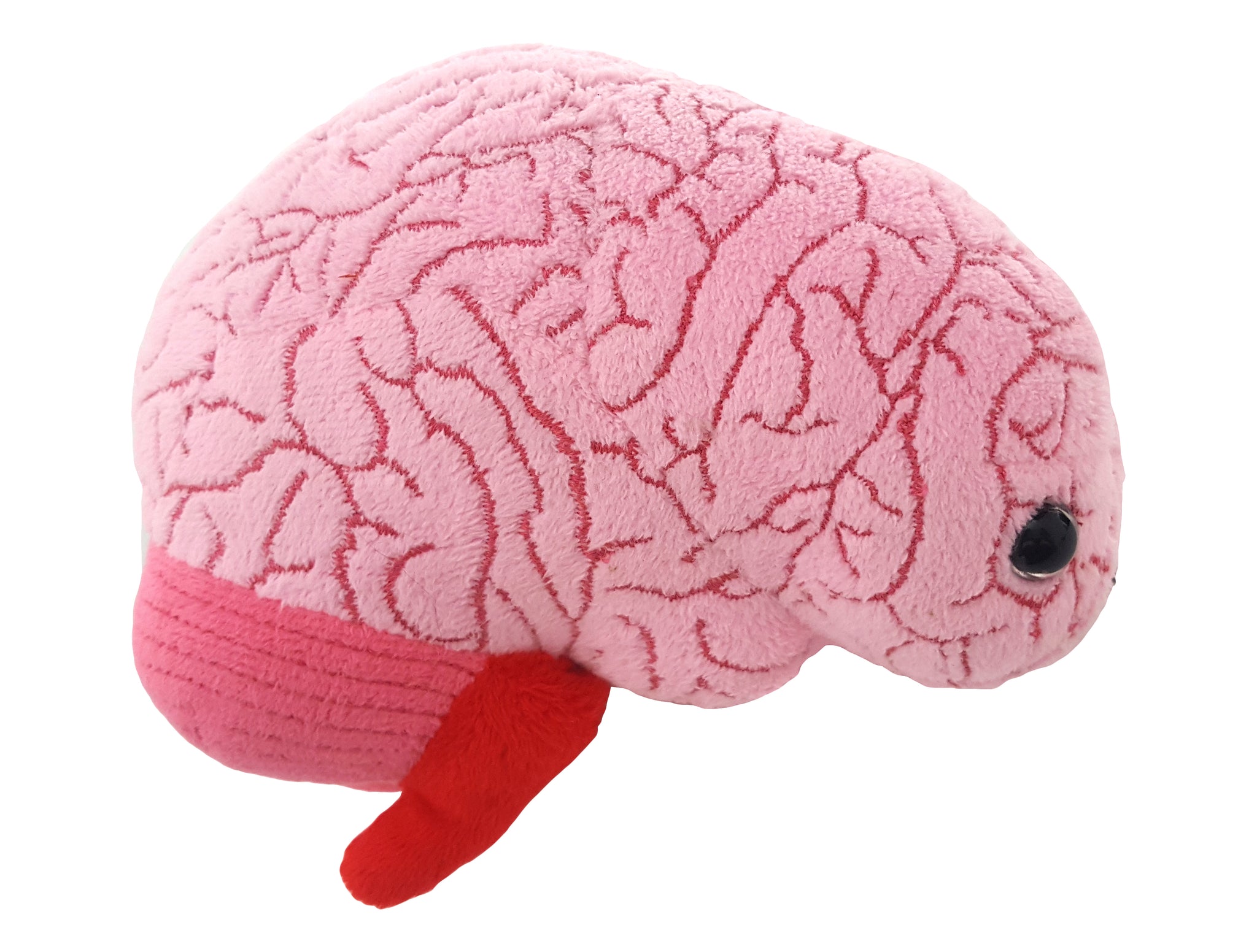 Brain organ – Giant Microbes Canada