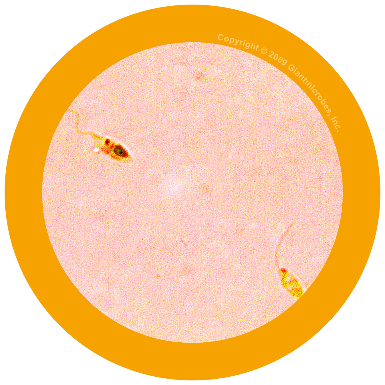 Leishmania (Leishmania Tropica) – Giant Microbes Canada